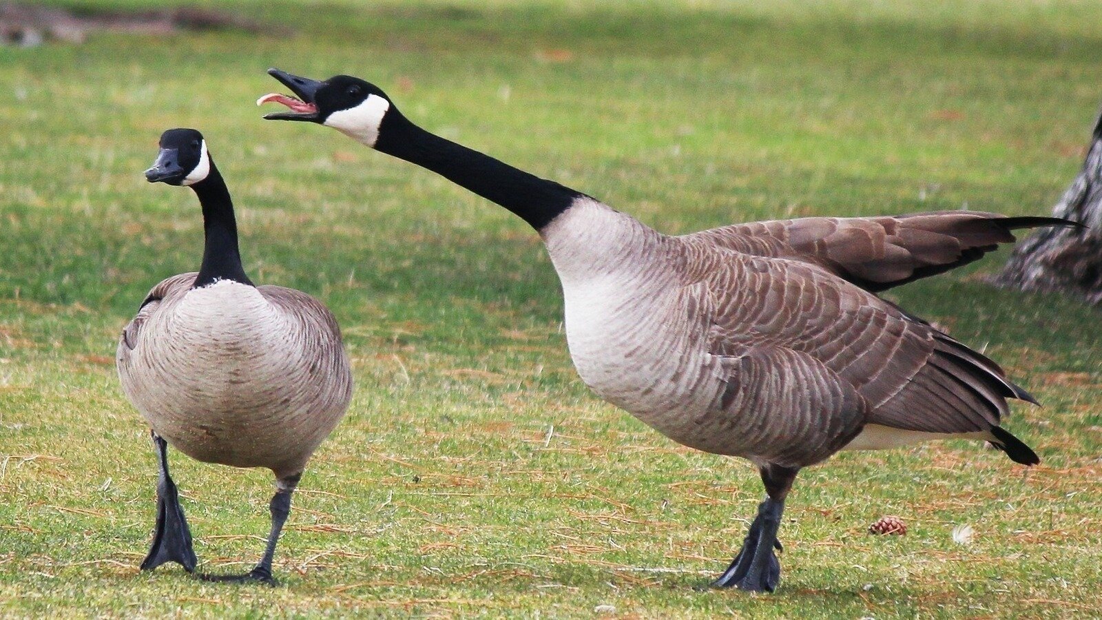 Petition · Implement a Local San Jose Geese Addling Project to Mitigate ...