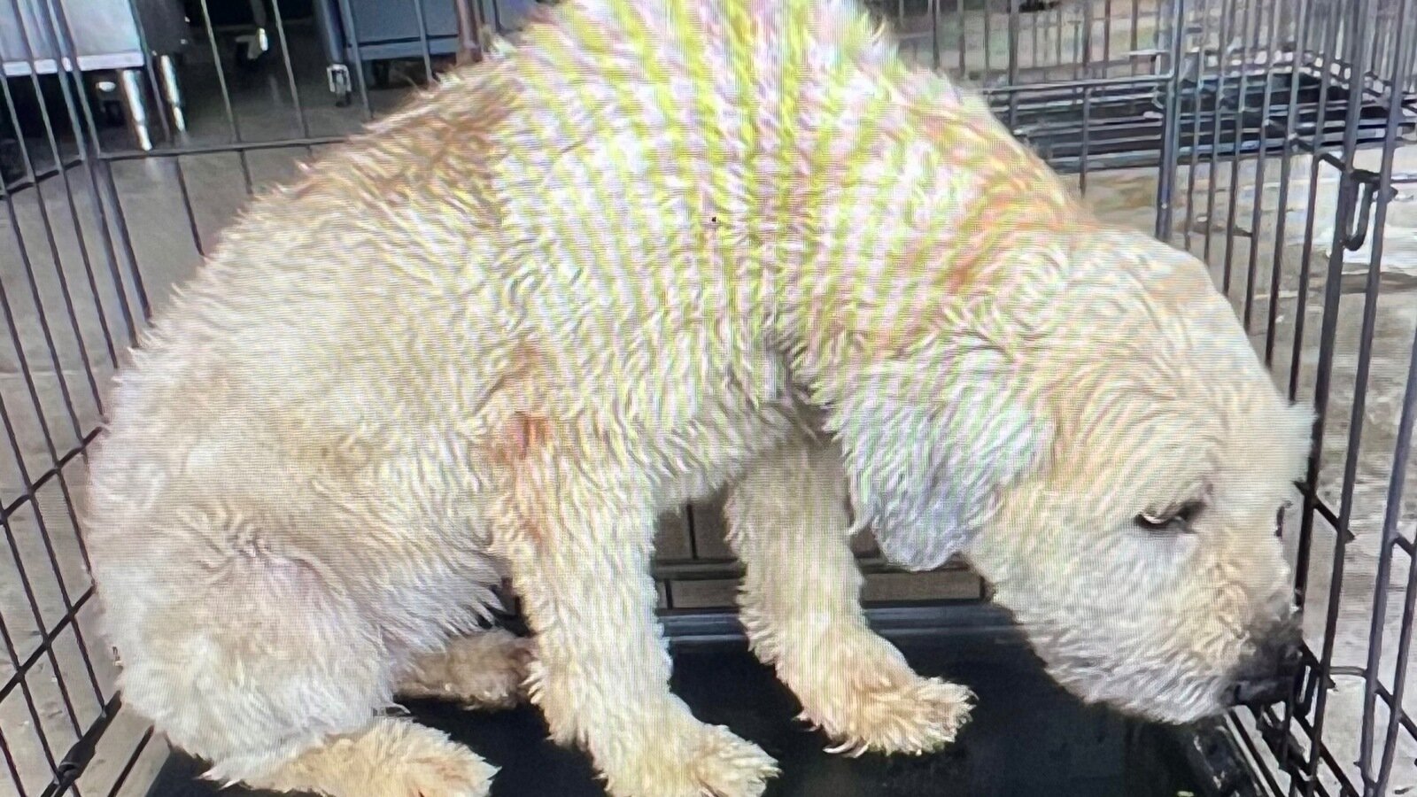 Petition · Justice for Dogs: Maximum Sentence for Animal Cruelty ...