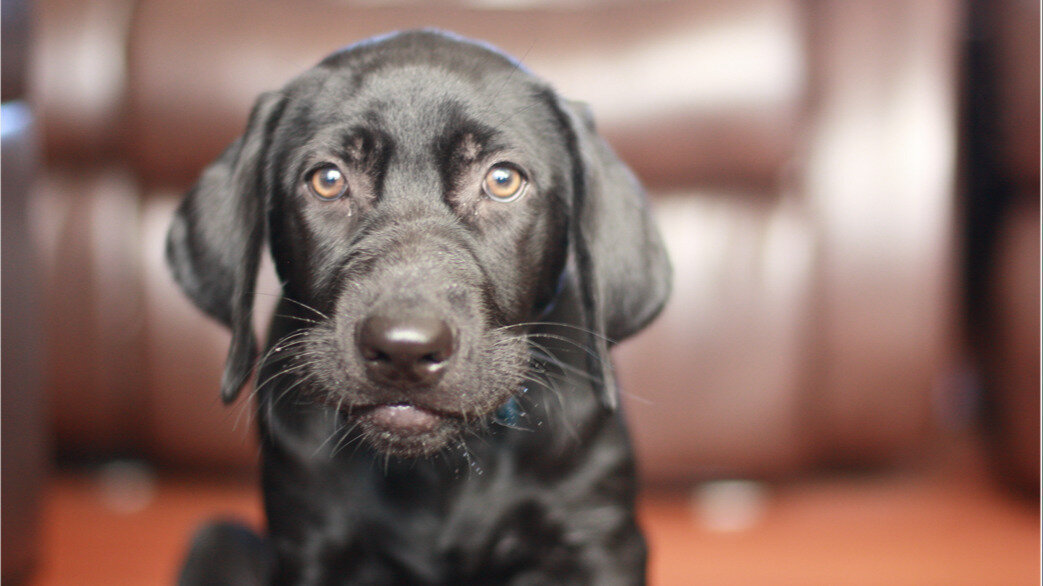 Petition · Third Monday of February: Honor, appreciate, celebrate pets ...