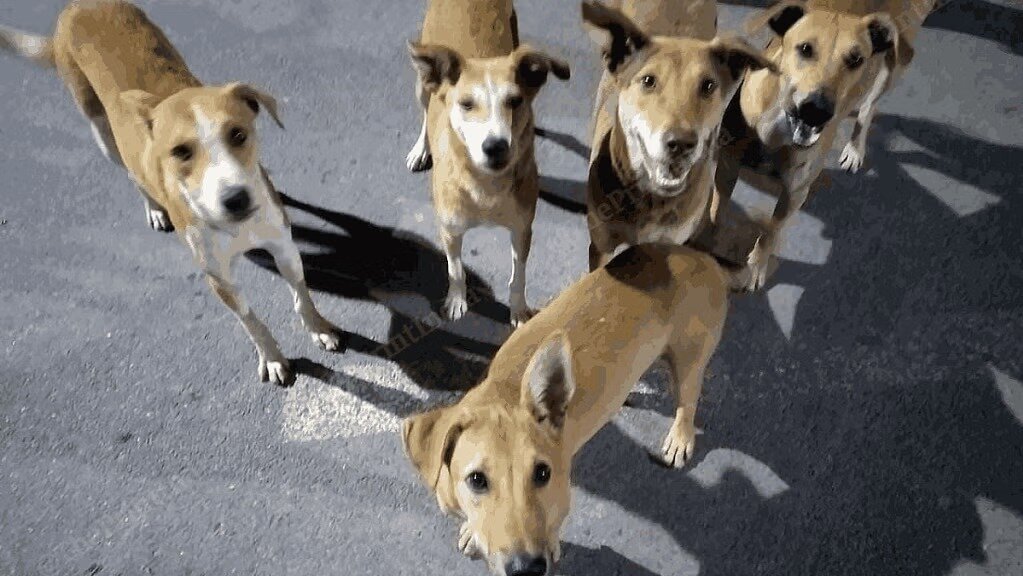 Petition · # Support Delhi Stray Dogs - India · Change.org