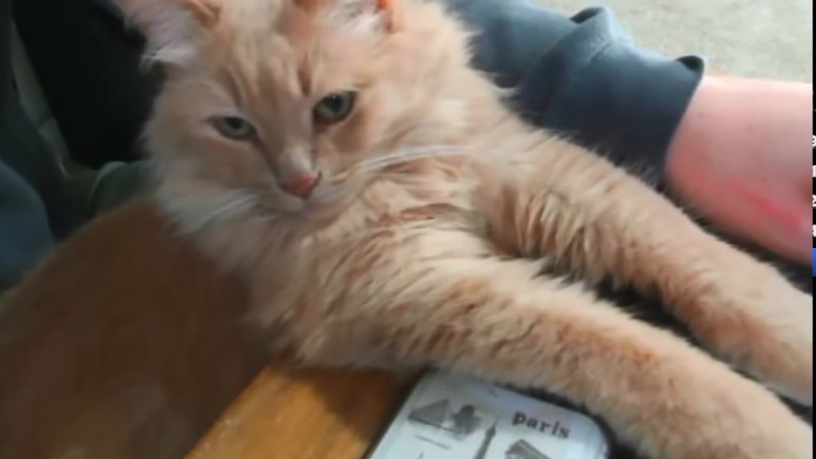 Petition · GIVE LOAF MORE SNACKIES NOWWWW - United States · Change.org
