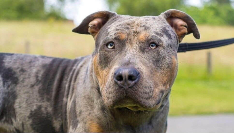 Petition · BAN THE OWNERS NOT THE DOGS - United Kingdom · Change.org