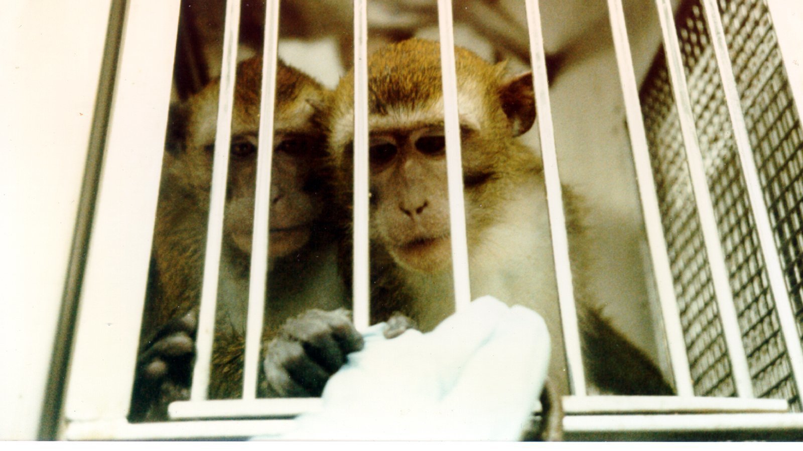 Petition · Support Non-Animal Testing Technologies in Ireland ...