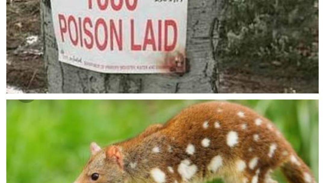 Petition · Ban 1080 poisons! - Australia · Change.org