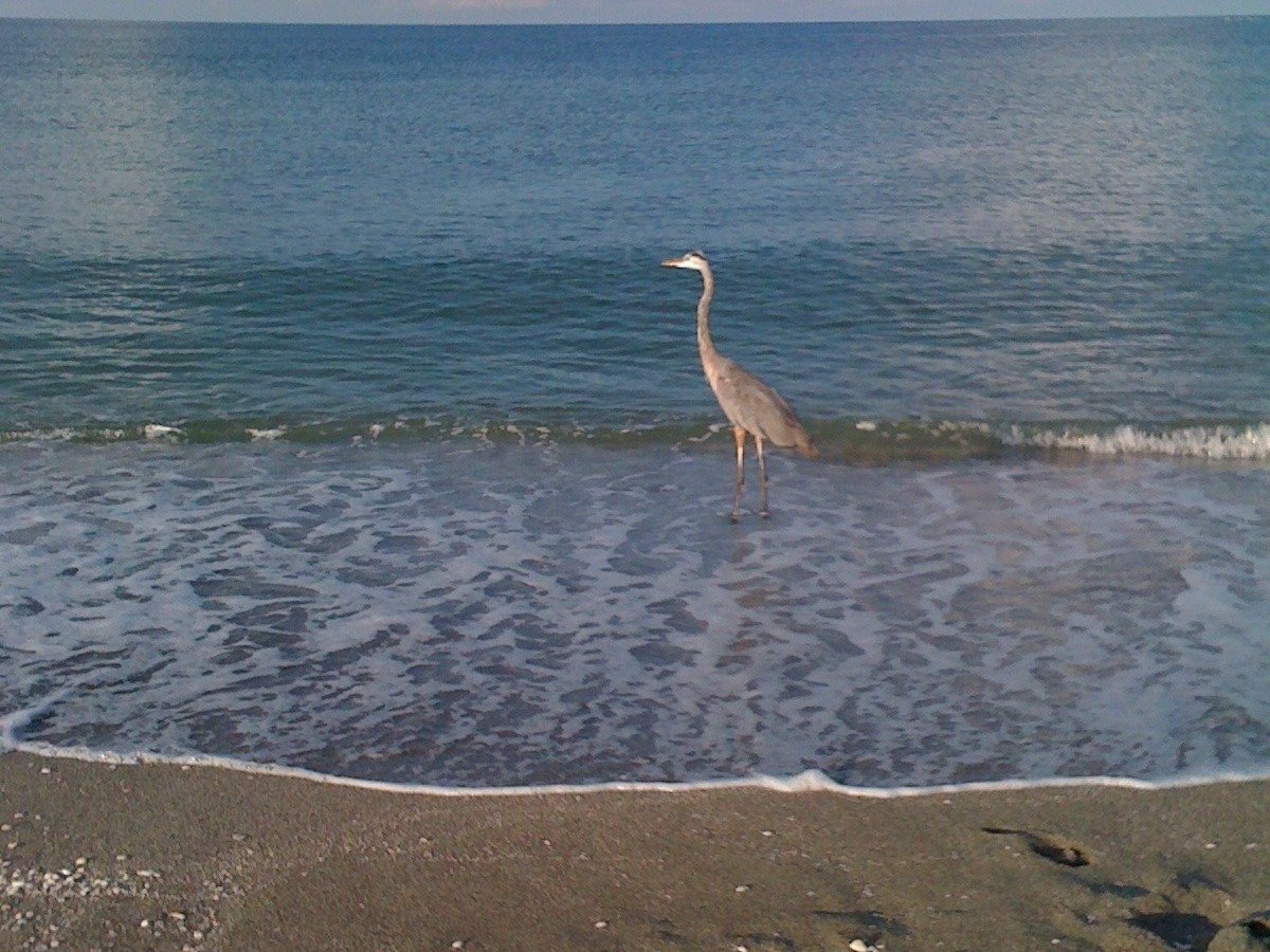 Petition · Ban Smoking on Sarasota County Beaches: Senator Nancy Detert ...