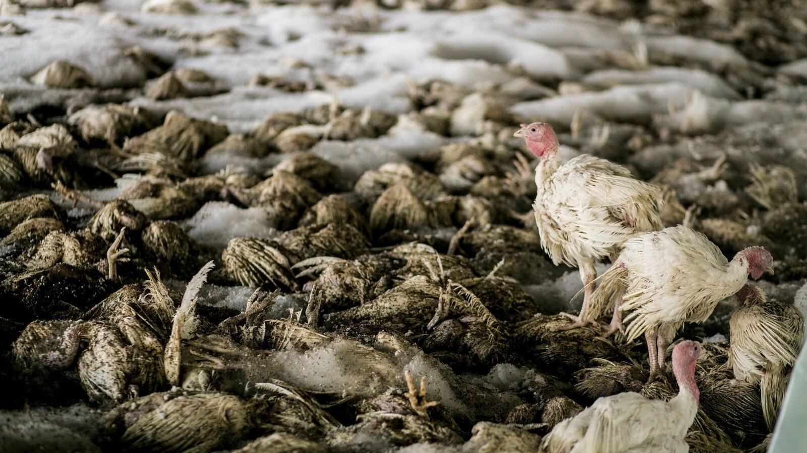 Petition · Mandate Humane Slaughterhouse Practices and Ban Inhumane ...