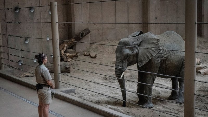 Petition · Ban Elephants from Zoos · Change.org