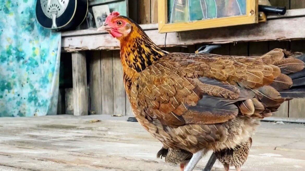 Petition · Support the Preservation of Key West's Chicken Culture - Key ...