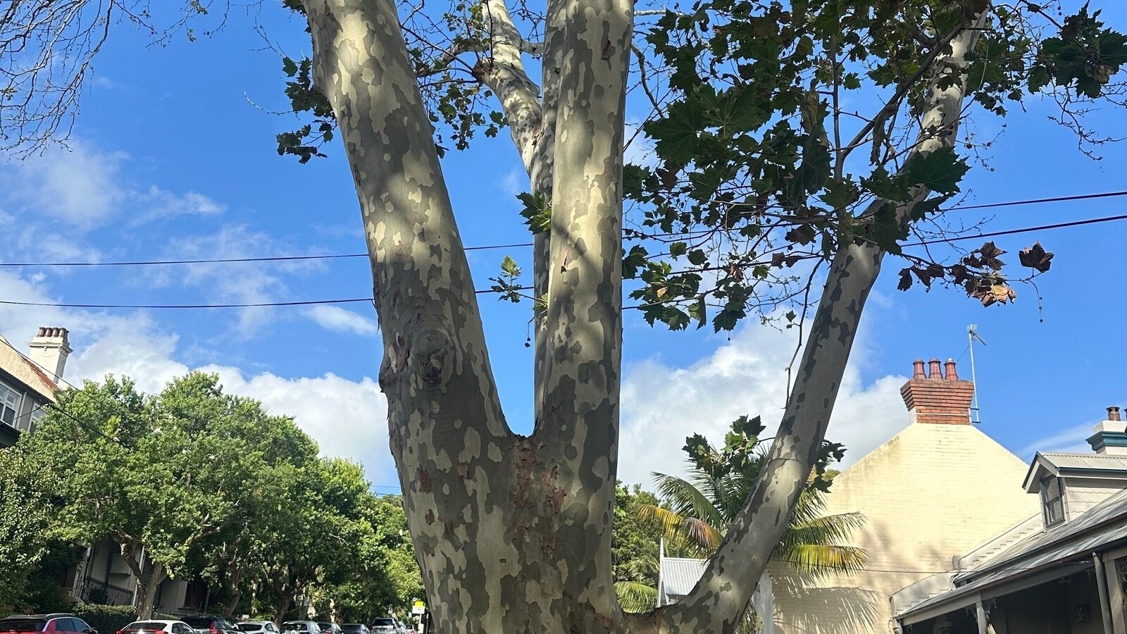 Petition · Prevent the Removal of the London Plane Tree at 45 Union ...