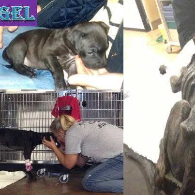 Petition · Classify animal abuse as a felony charge bearing a more ...