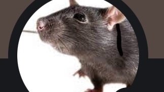 Petition · Bring back Rat! - United States · Change.org