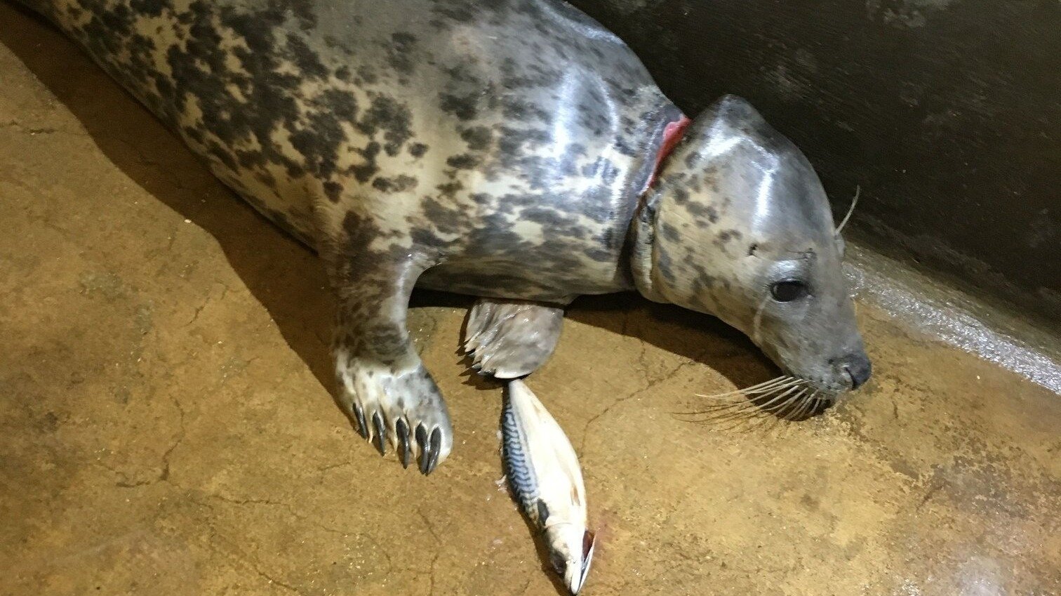 Petition update · Together, We Can Stop Our Precious Seals Suffering ...
