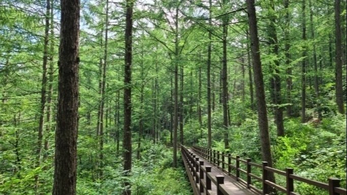 Petition · Please protect the forest - South Korea · Change.org
