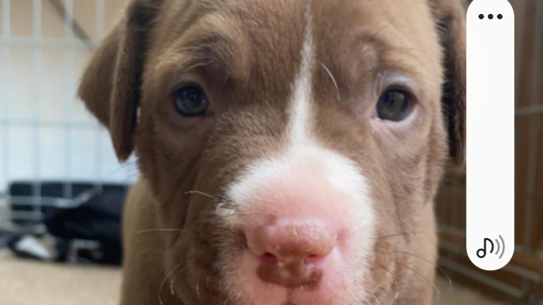 Petition · Ban BSL law.....let's get Cooper home - United Kingdom ...