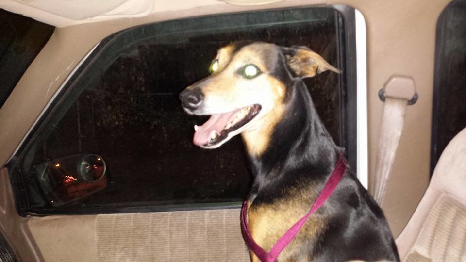 Petition · Replace Drew Bessey with someone who cares about the animals ...