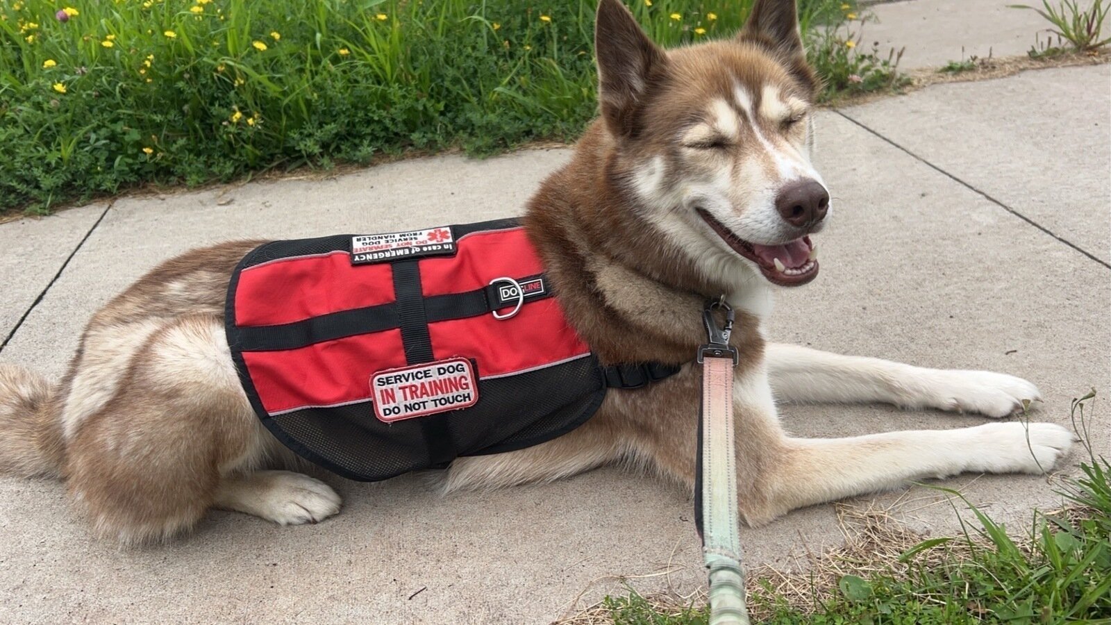 Petition · Mandate Identification for Task-Trained Service Animals ...