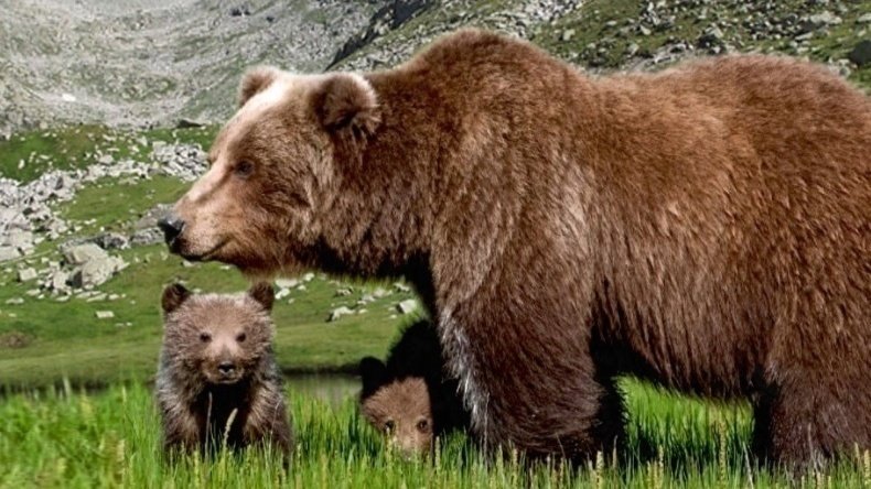 Petizione · Non abbattete JJ4 - Italia · Change.org