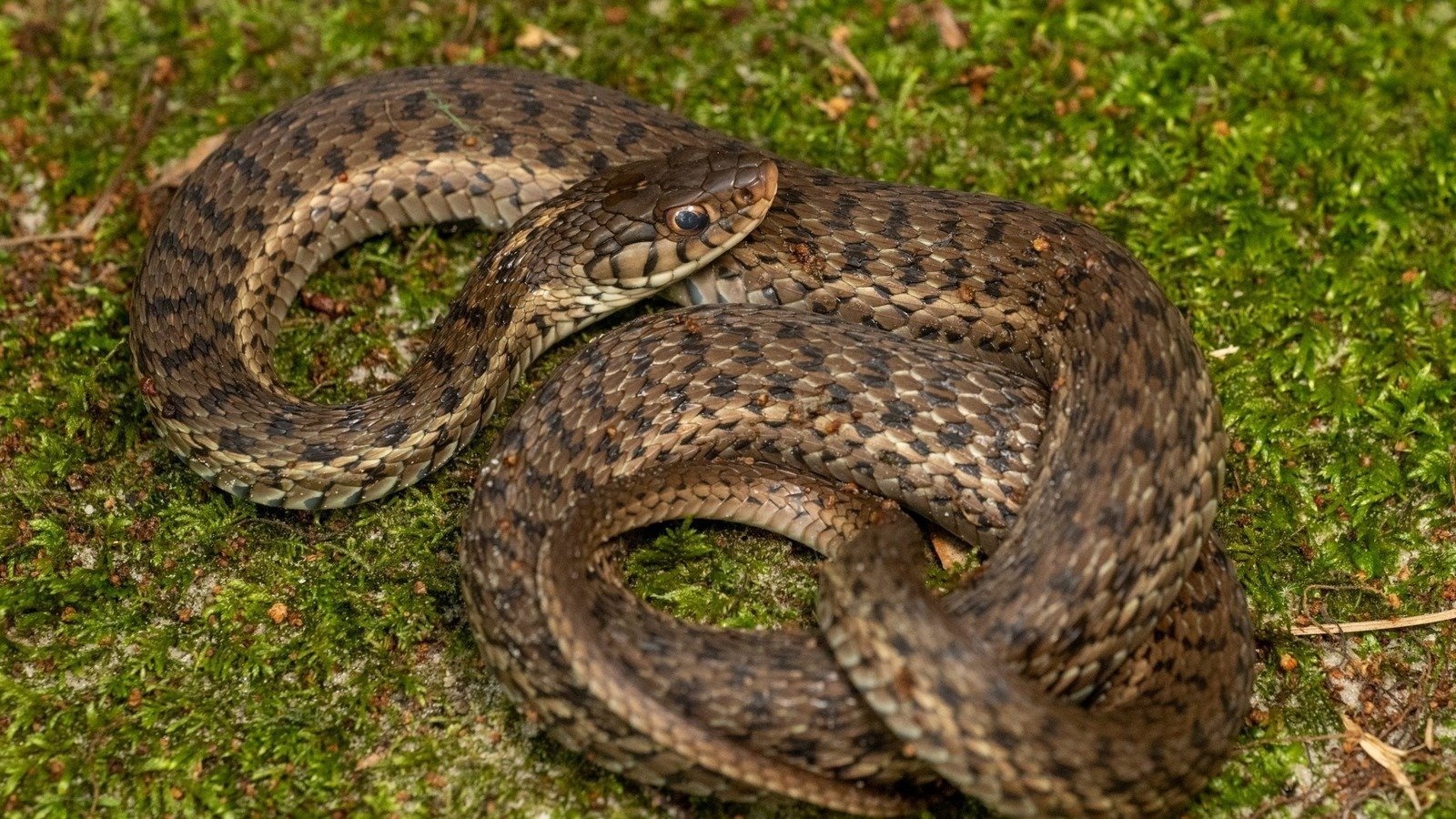 Petition · Save Sam the Gartner Snake - United States · Change.org