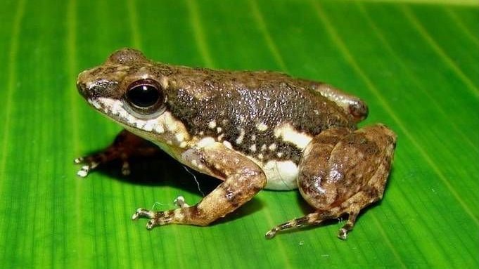 Petition update · Colostethus Thorntoni, alacris, dysprosium et ...