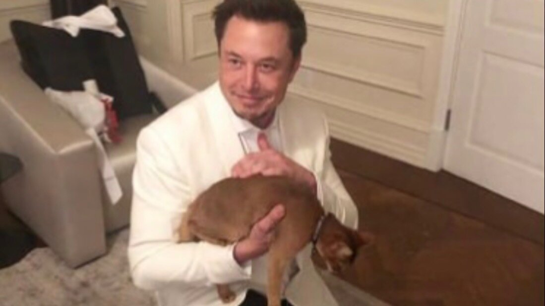 Petition · Help find Elon Musk’s missing cat Schrödinger - Italy ...