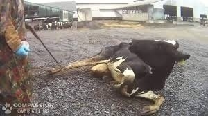 Petition · Save the cows - United States · Change.org