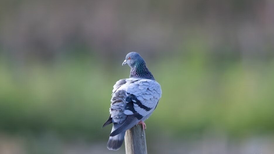 Petition · NOT A VICTORY:End Inhumane Pigeon Culling in Malta (PETITION ...