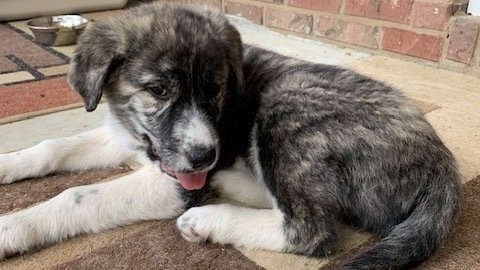 Petition · STOP DOG BREEDING! - United States · Change.org