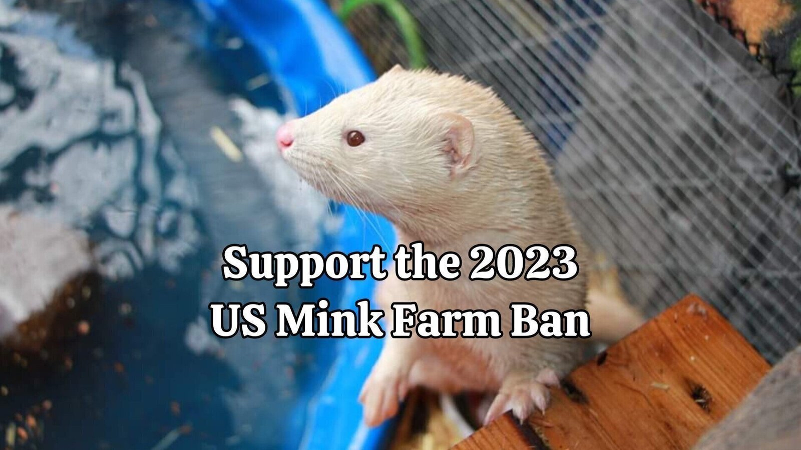 Petition · Support 2023 US Mink Farm Ban, HR 3783 (Mink VIRUS Act ...