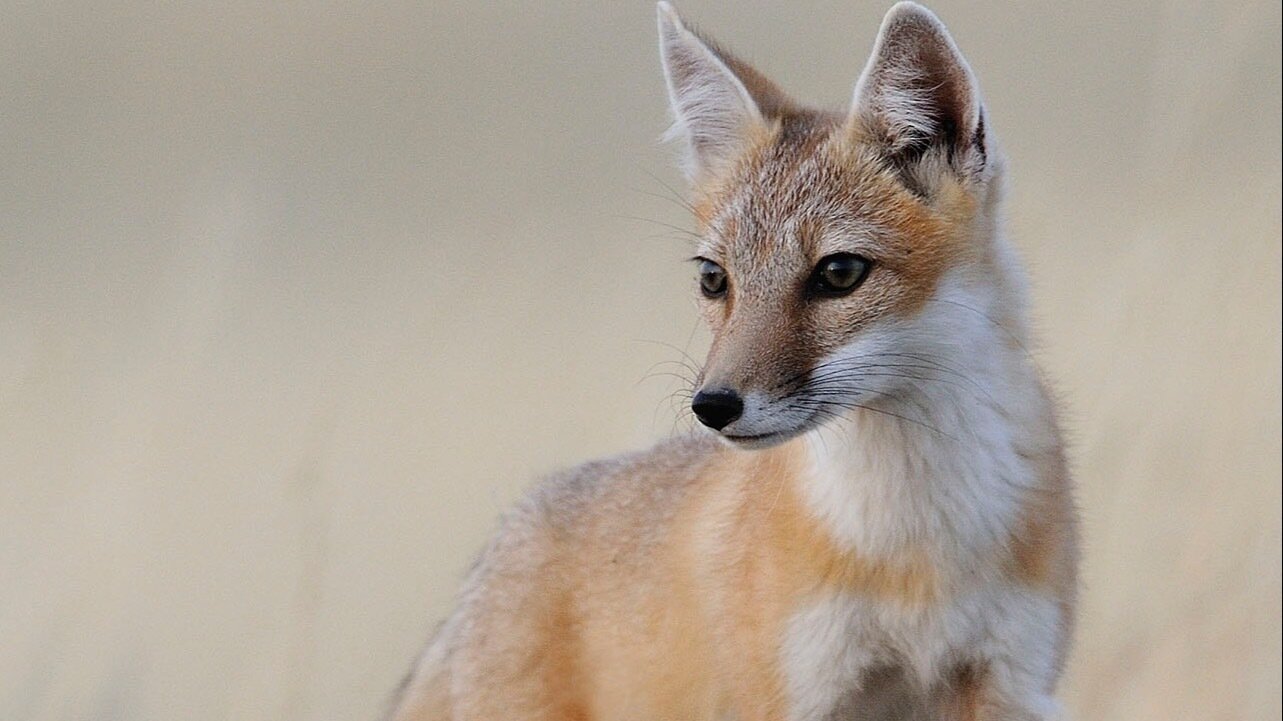 Petition · Help Coloradans save the Kit Fox! - Aurora, United States ...