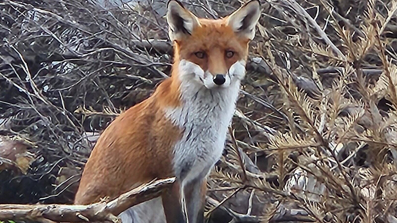 Petition · Ban Fox Hunting in Ireland - Ireland · Change.org