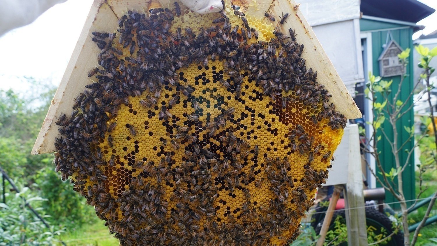 Petition · Ban all imports of Honey Bee species into the UK - United ...