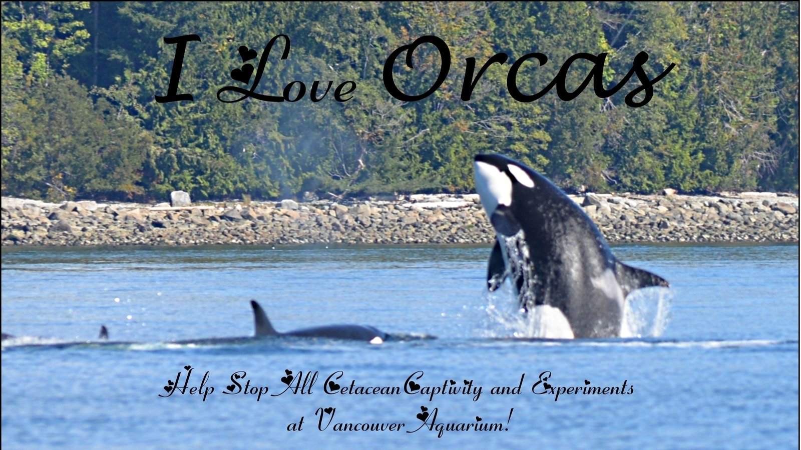Petition update · Save Orcas and Oceans on Earth Day! · Change.org ...
