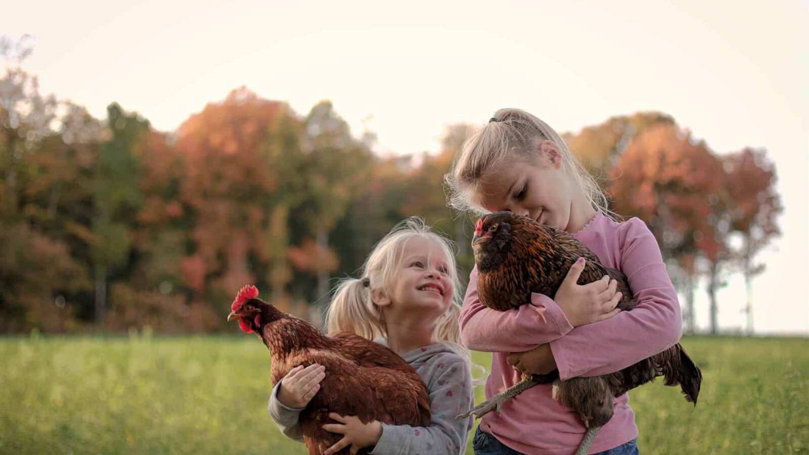 Petition · Allow Residents to Keep Backyard Hens in Crystal Lake ...