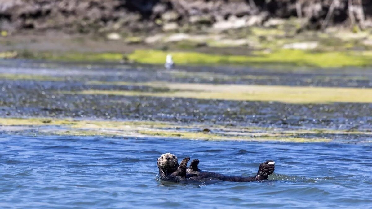 Petition · Save California Sea Otters Before It’s Too Late - United ...