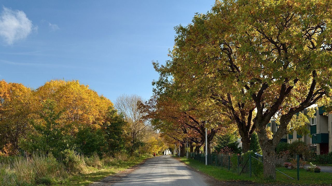 Petition · Restoration of the historical oak alley on Uus Street in ...