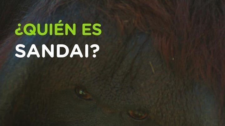 Petition update · ¿QUIÉN ES SANDAI? · Change.org · Change.org
