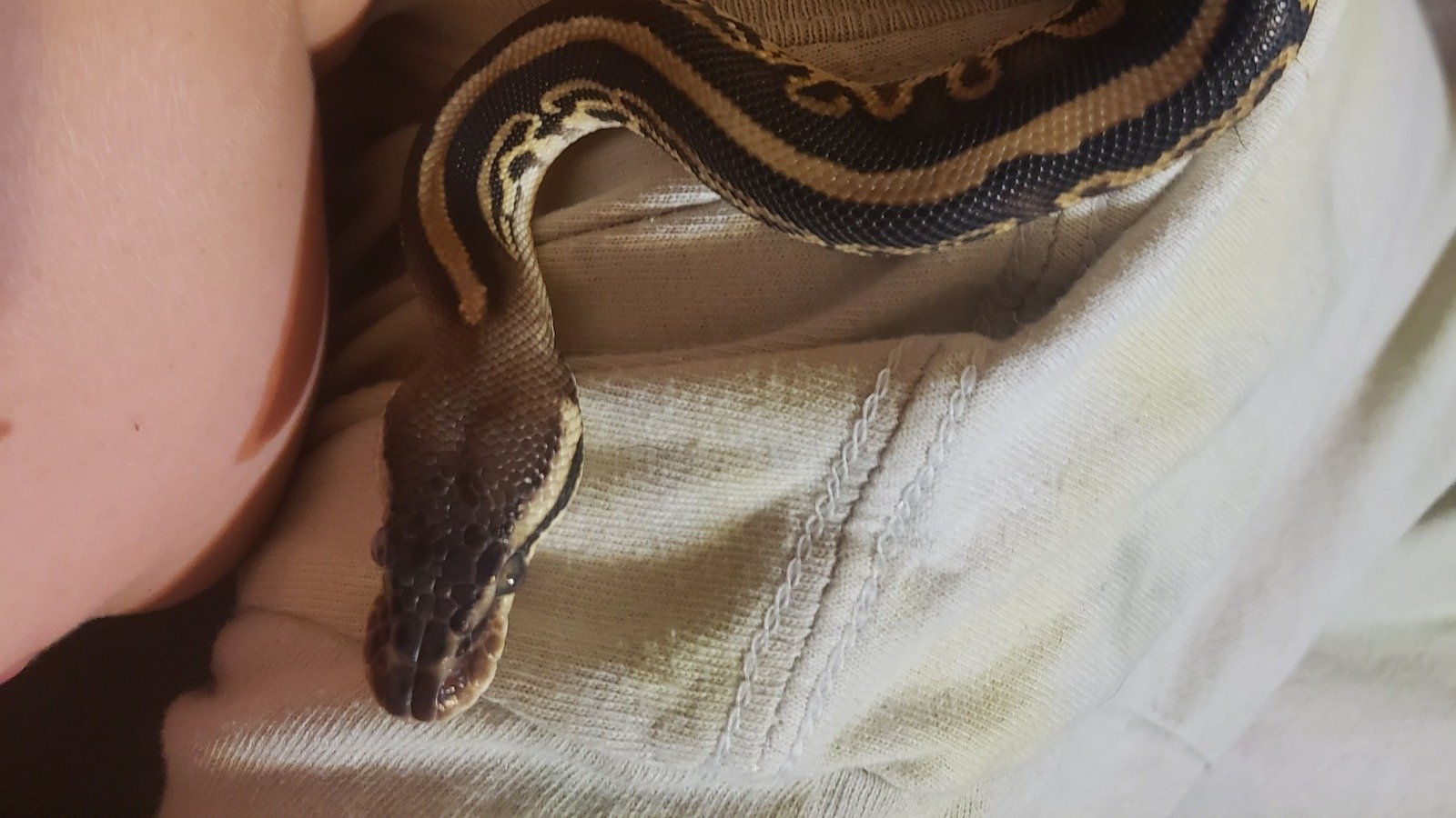 Petition · Allow snakes under 3 meters - Canada · Change.org