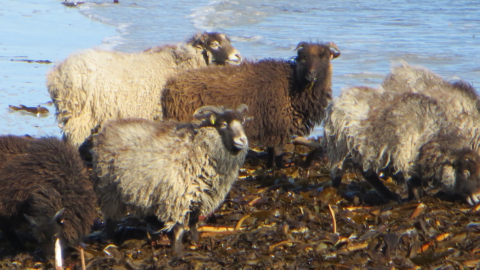 Petition · Orkney Needs An Abattoir - United Kingdom · Change.org