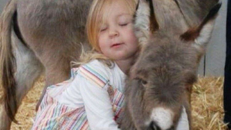 Petition · Save Debdale Donkey Centre - United Kingdom · Change.org