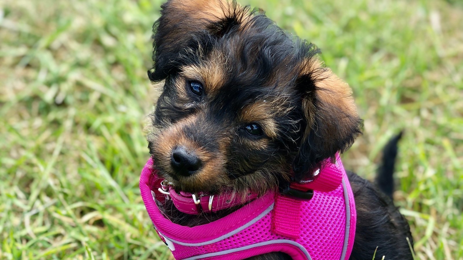 Petition · Safer parks for small dogs | Thornton Heath, Croydon ...