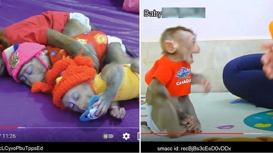 Petition · Instagram, please ban INFANT PRIMATE EXPLOITATION PHOTOS ...