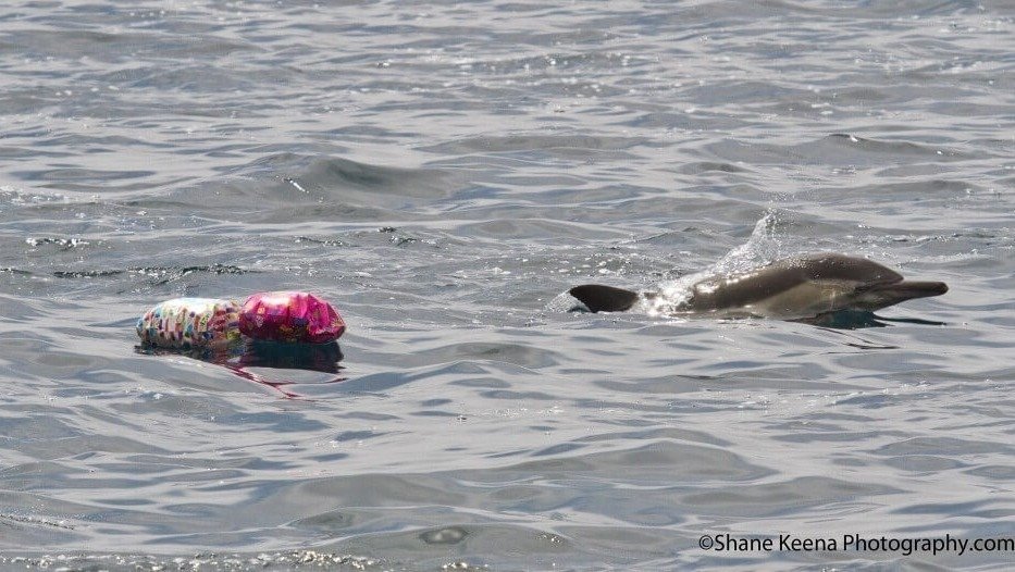 Petition · Stop Balloon Releases in the UK - United Kingdom · Change.org