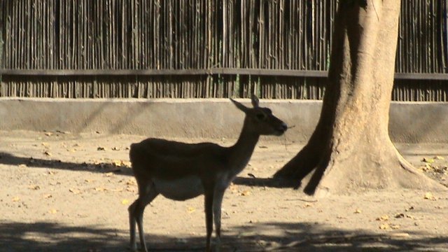 Petition · No Zoo: Wild Animals need Forests · Change.org