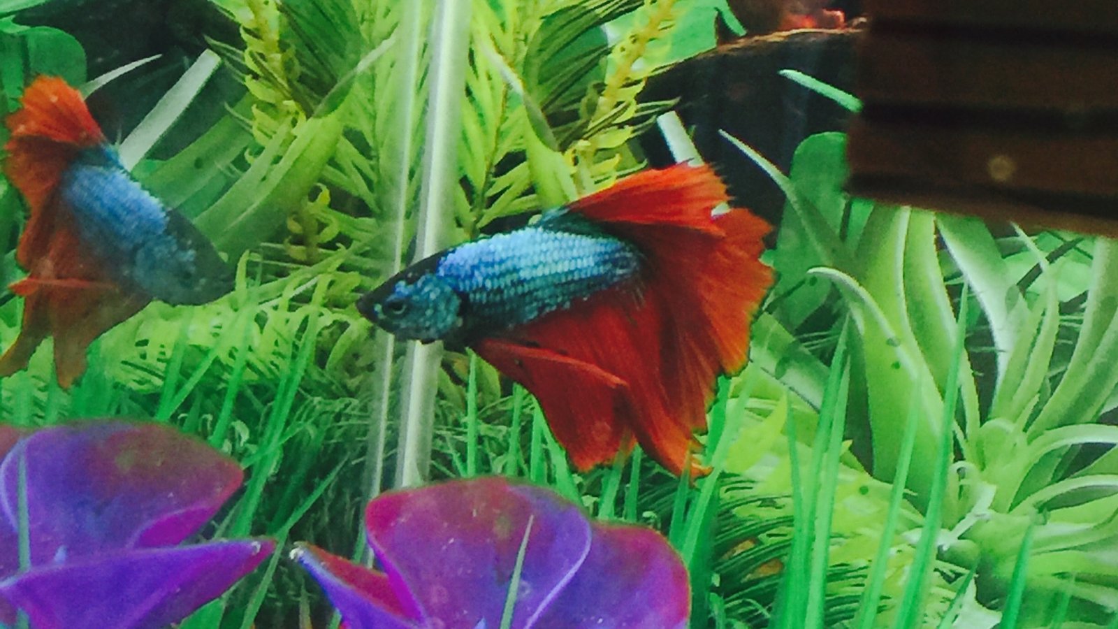 Petition Betta Fish Deserve Better Canada Change Petition Betta Fish Deserve Better Canada Change