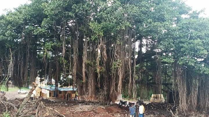 Petition · Save the 400 years old Baniyan tree...@Bhose, Maharashtra ...
