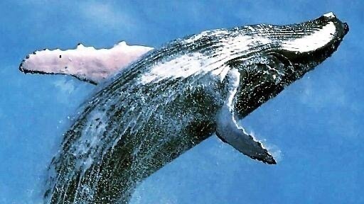 Petition · Protect and Save Endangered Humpback Whales - United States ...