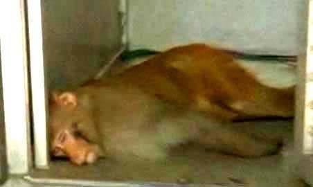 Petition · Investigate Dead and Maggot Infested Monkeys at UC Davis ...