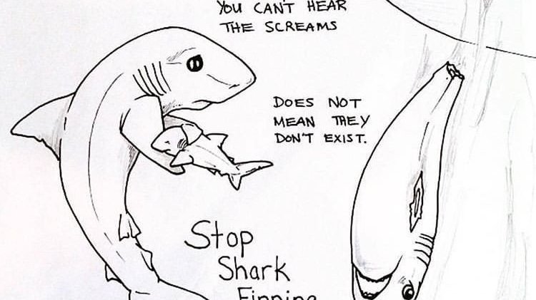 Petition · Let's put a ban on Shark Finning! - Australia · Change.org