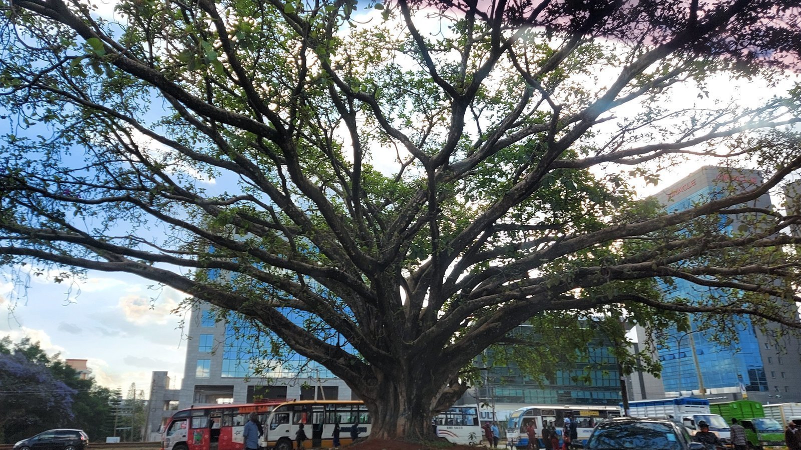 petition-save-the-iconic-fig-tree-at-the-current-location-in