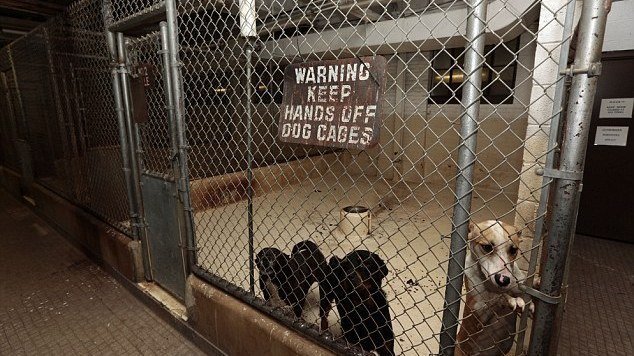 Petition · Stand Up for Detroit's Discarded Dogs!! Fire Harry Ward ...